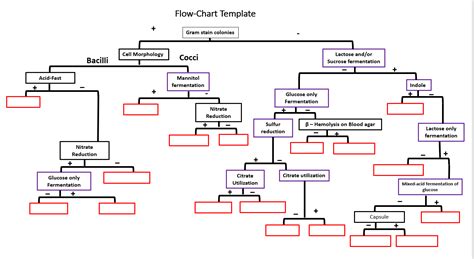 Solved Hello I Need Help With Microbiology Please See