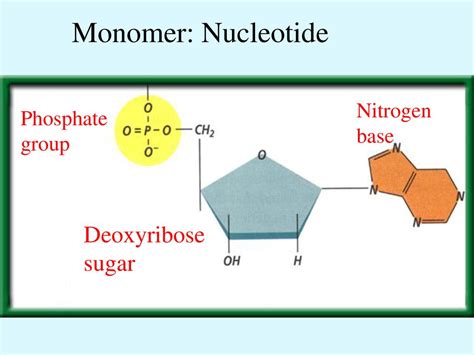 Dna Deoxyribonucleic Acid Ppt Download