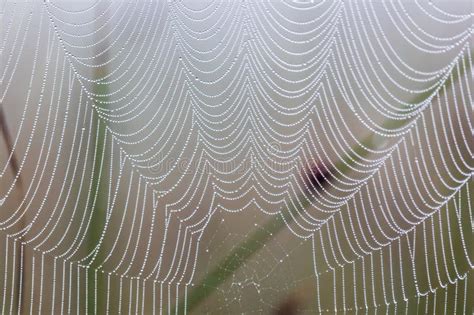 Spider Web With Water Drops In Misty Fog Abstract Nature Background