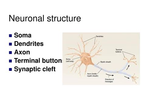 Neuronal Anatomy And Communication Ppt Download