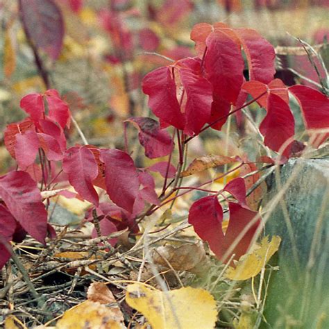 How To Identify Poison Ivy A Comprehensive Guide — Greenways Foundation