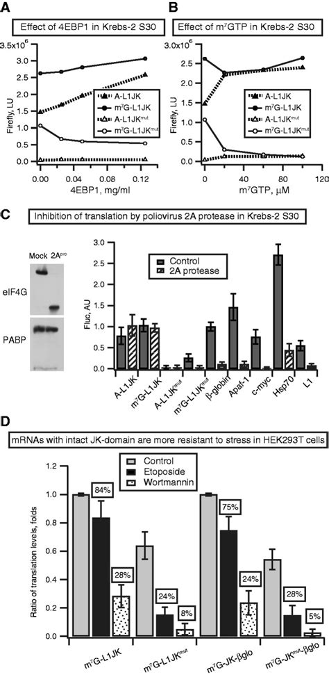 Effect Of Eif4e Inactivation On The Translation Of Various Mrna Download Scientific Diagram