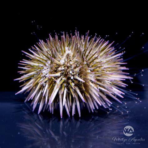 Variegated Pincushion Sea Urchin Lytechinus Variegatus Whitlyn Aquatics
