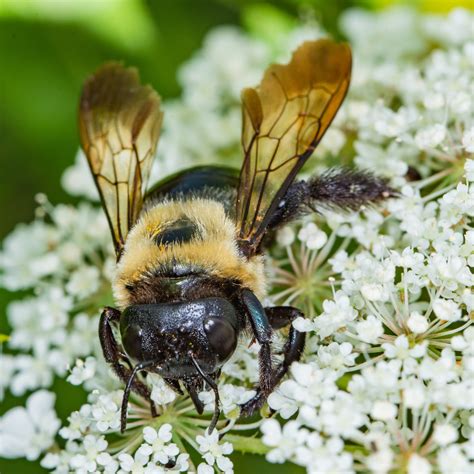 The Eastern Carpenter Bee An Unloved Nectar Robbing Bee Honey Bee Suite