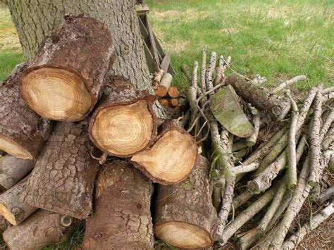 Close Up Of Cut Tree Trunk Pieces Stock Photo Colourbox