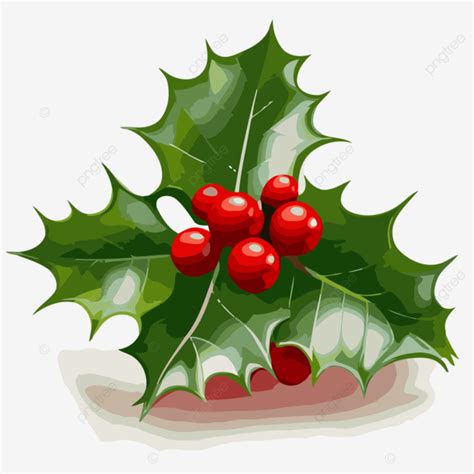 무료 크리스마스 홀리 벡터 호랑가시나무 잎과 열매 크리스마스 상표 클립 아트 Png 일러스트 및 벡터 에 대한 무료 다운로드 Pngtree