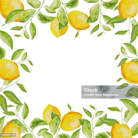 흰색 배경에 손으로 그린 수채화 그림 레몬 프레임 녹색 잎 꽃 새싹 가지의 벡터 그림입니다 0명에 대한 스톡 벡터 아트 및 기타 이미지 Istock