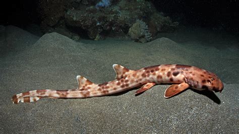 Walking Shark Discovery The Pew Charitable Trusts