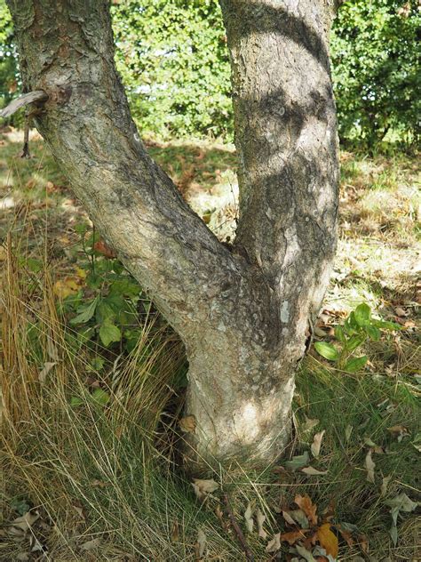 Phellodendron Chinense Ckschneid Plants Of The World Online Kew