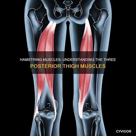Hamstring Muscles Understanding The Three Posterior Thigh Muscles Cyvigor