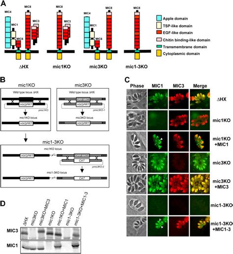 Disruption Of Mic1 And Mic3 Genes And Genetic Complementation A Download Scientific Diagram