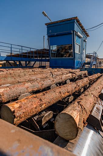 자동 로그 정렬 라인 나무에서 목재의 생산 목공 로그를 가공합니다 제재소의 통나무는 컨베이어 벨트를 따라 움직이고 있습니다 0