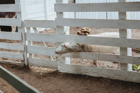 무료 사진 농가 울타리 염소 목장 농촌 마 흰색 농장 헛간 가축
