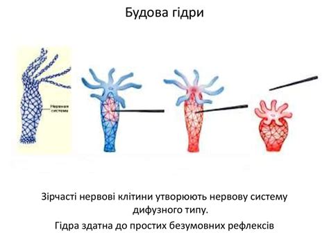 Прісноводна гідра презентация онлайн