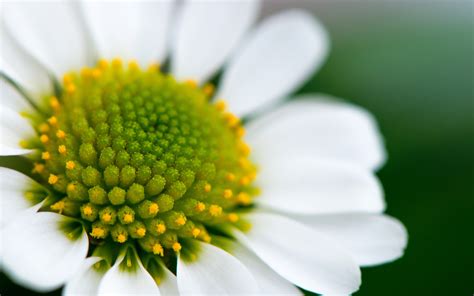 Фото Ромашки Крупным — Фото