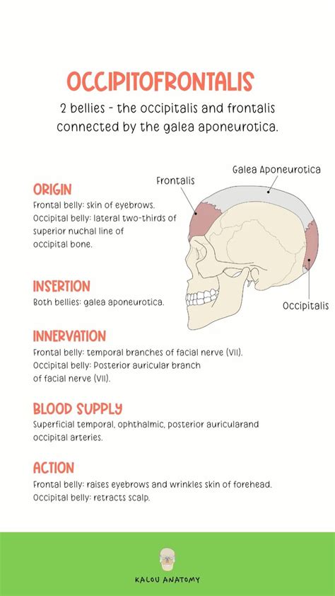 Occipitofrontalis Pronounce