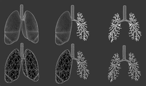 Premium Vector Vector Set 3d Lungs And Bronchus Isolated On White
