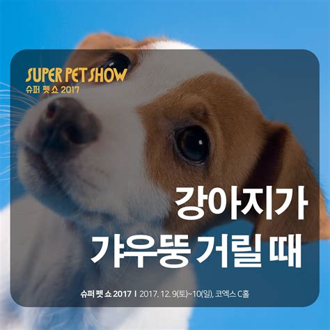 슈퍼펫쇼 강아지가 고개를 갸우뚱하는 것은 어떤의미일까요 슈퍼펫쇼가 알려드립니다 😎 [2017