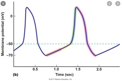 Cardiac Action Potential Diagram