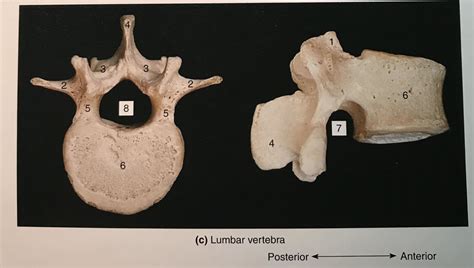 Lumbar Vertebra Diagram Quizlet
