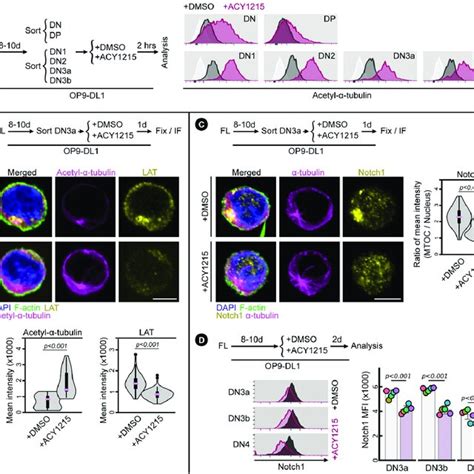 Acy1215 Alters Pre Tcr Signalling Clustered At The Mtoc A Sorted Download Scientific Diagram