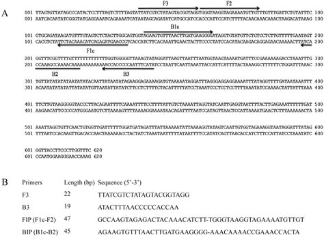 lamp primer set targeting the selected sequence genbank accesion no