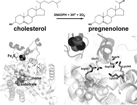 Enzyme Structure And Function