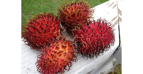 Rambután La Extraña Fruta Tropical Que Tiene Una Semilla Venenosa