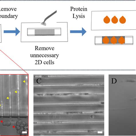 Migrating Cells Revealed Differences In Protein Expression A