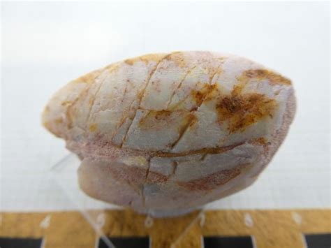 Au One Of Australias Best Fossil Suppliers