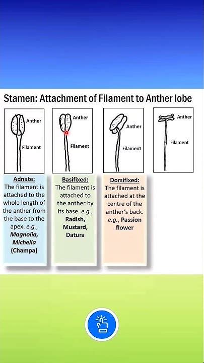 Attachment Of Anther To The Filament Adnate Basifixed Dorsifixed