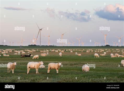 Domestic Sheeps For Dike Care In The German Wadden Sea Area Standing In A Green Meadow With