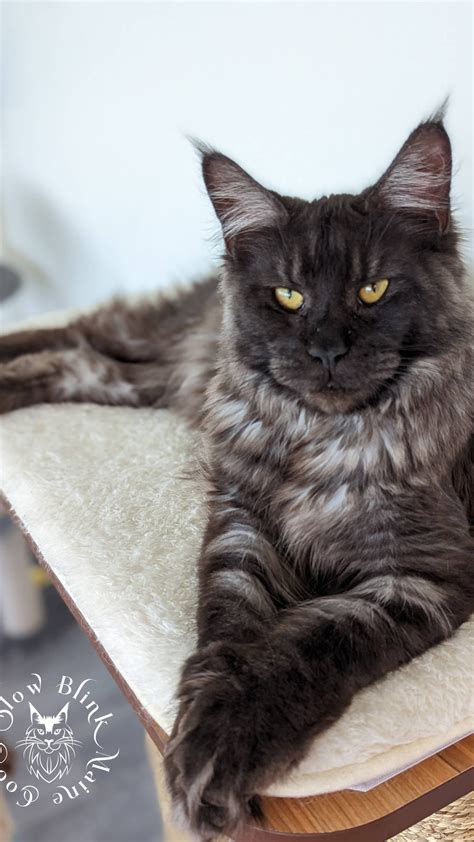 Poly Juice Female Poly Black Smoke Ns Pp Maine Coon Cat