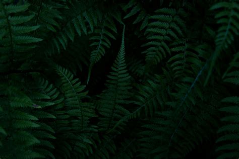 Dark Green Nature Wallpapers 4k Hd Backgrounds On Wallpaperbat