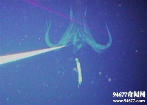 大王乌贼有多大 传说最长80米以抹香鲸为食大王乌贼抹香鲸人类新浪新闻