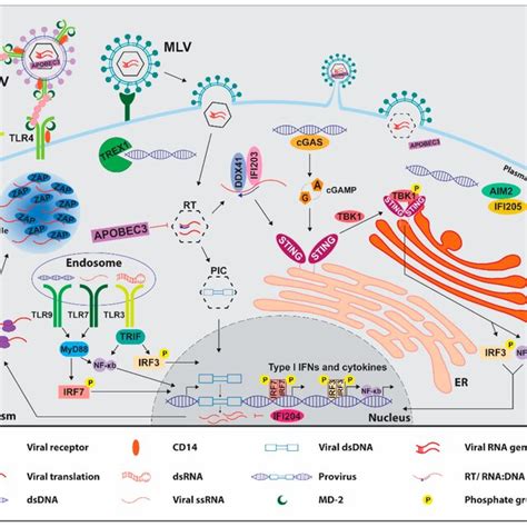 Retroviral Replication And Innate Immune Sensing Murine Retroviruses
