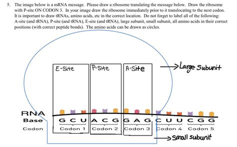 Answered 5 The Image Below Is A Mrna Message Bartleby