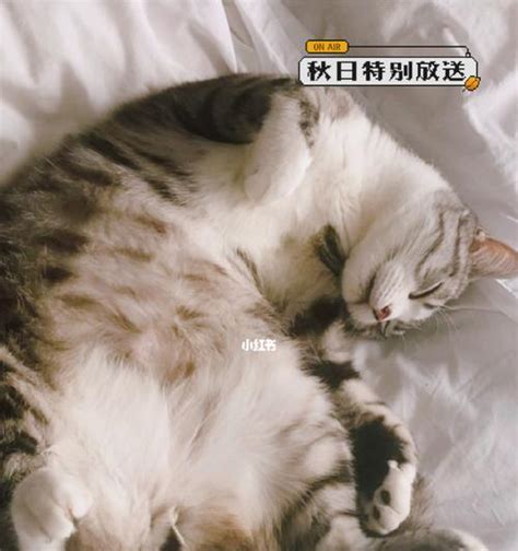 小猫睡觉肚子抽搐的原因及预防方法宠物疾病预防知识让你的小猫更健康 宠猫网