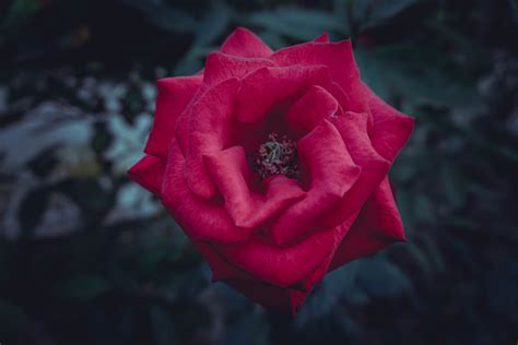 무료 이미지 꽃잎 플래시 사진 Hybrid Tea Rose 담홍색 장미 꽃 정원 장미 마젠타 장미 가족 연간 공장 장미의 주문 꽃 피는 식물 플로리