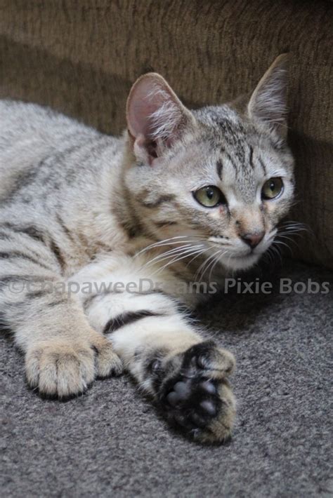 1000 Images About Pixie Bob Cat On Pinterest Baltimore Cats And Pixie Bob Cats