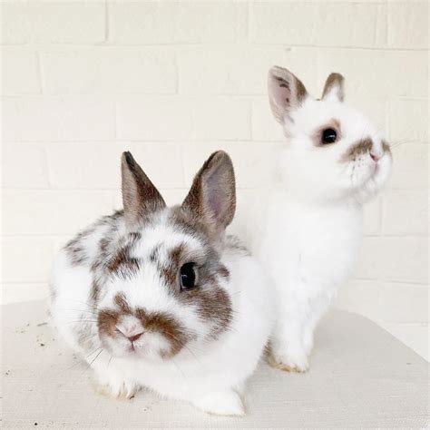 Full Grown Dwarf Rabbit Bonding Bunnies How To Match Your Rabbit