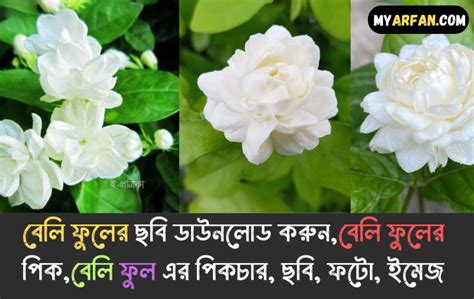 ৫৭ বেলি ফুলের ছবি ডাউনলোড করুন বেলি ফুলের পিক বেলি ফুল এর পিকচার ছবি ফটো ইমেজ
