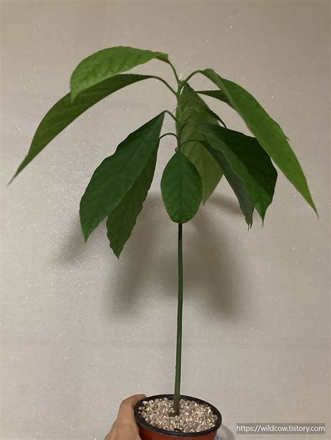 아보카도만 10개 넘게 키우는 식집사의 아보카도 나무 키우기 And 물주기 꿀팁 들판 위의 야생소 한마리