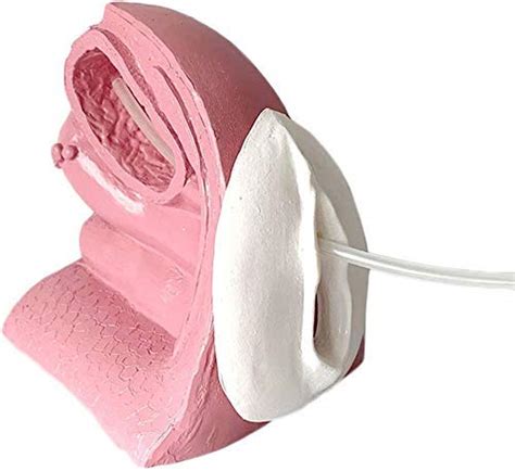 Buy Lxt Panda Intrauterine Device Training Model Female Reproductive System Model Female