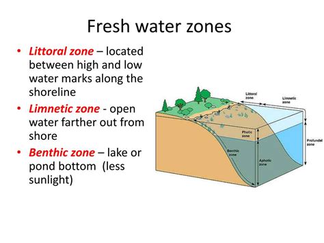 Ppt Aquatic Ecosystems Powerpoint Presentation Free Download Id