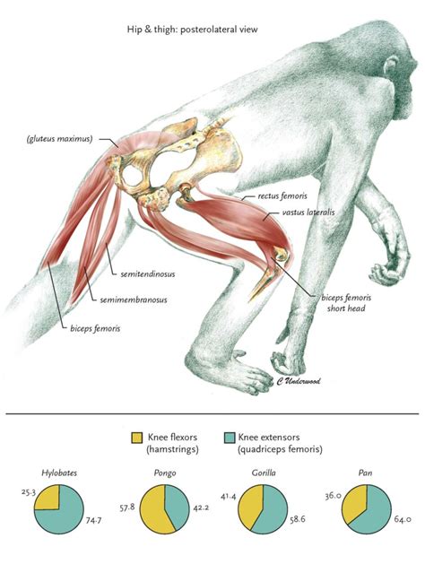 Chimpanzee Muscle Structure