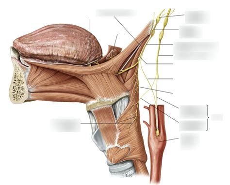 Course Of The Glossopharyngeal Nerve Diagram Quizlet