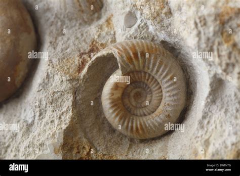 Fossil Fossilized Ammonite Jurassic England English Garantiana
