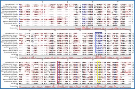 Multiple Sequence Alignment Performed By Clc Sequence Viewer 80