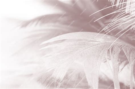 Premium Photo Beautiful White Brown Feather Texture Background
